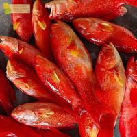 Ikan Kerapu Segar, Kualitas Terbaik & Harga Termurah 2024