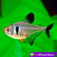 Jual Ikan Congo Tetra Terlengkap & Terbaik - Harga Murah Maret 2024