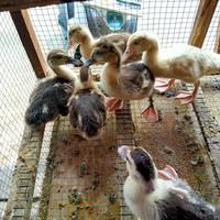 Bebek Entok Terbaik & Terbaru Juni 2024 - Harga Murah