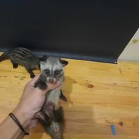 Musang Pandan Harga Termurah - Kualitas Terbaik
