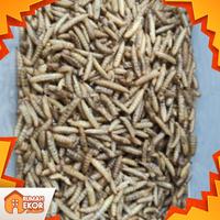 Jual Maggot Terlengkap & Terbaik - Harga Murah Desember 2024