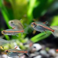 Jual Ikan Neon Tetra Terlengkap & Terbaik - Harga Murah Januari 2024