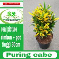Jual Pohon Puring Terbaik - Harga Murah April 2025 & Cicil 0%