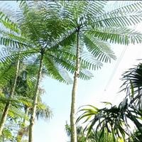 Jual Pakis Brazil Terbaik - Harga Murah April 2025 & Cicil 0%