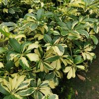 Jual Tanaman Walisongo Terbaik - Harga Murah April 2024 & Cicil 0%