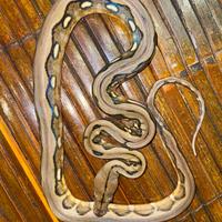 Jual Retic Tiger Terlengkap & Terbaik - Harga Murah Juni 2024