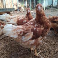 Jual Pullet Ayam Petelur Terlengkap & Terbaik - Harga Murah Juni 2024