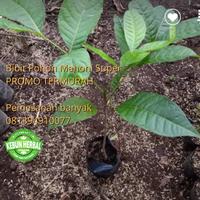 Jual Pohon Mahoni Terbaik - Harga Murah Februari 2024 & Cicil 0%