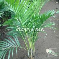 Jual Palem Waregu Terbaik - Harga Murah April 2024 & Cicil 0%