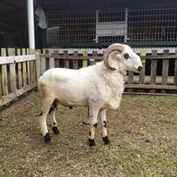 Domba Garut Berkualitas Harga Terbaik Desember 2022 - Tokopedia