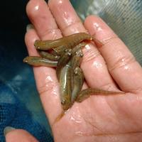 Jual Bibit Ikan Gabus Terlengkap & Terbaik - Harga Murah Juni 2024