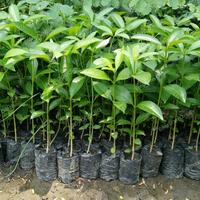 Jual Pohon Pule Terbaik - Harga Murah Oktober 2025 & Cicil 0%