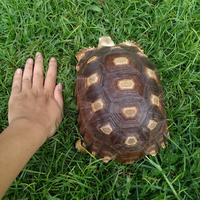 Jual Sulcata 20cm Murah - Harga Terbaru 2024