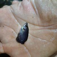 Jual Bibit Gurame Terlengkap & Terbaik - Harga Murah Januari 2024