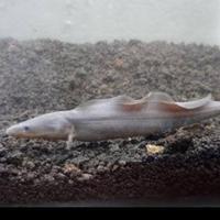 Jual Aba Aba Knife Fish Terlengkap - Harga Terbaru Juni 2024 & Cicilan 0%