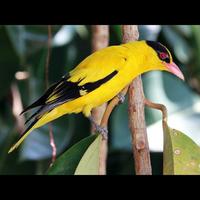 Jual Kepodang Terlengkap & Terbaik - Harga Murah Juli 2023