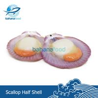 Jual Scallop Frozen Murah - Harga Terbaru 2020