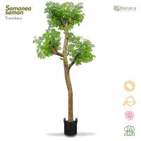 Jual Samanea Saman Terlengkap - Harga Murah Juni 2024