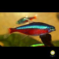 Jual Ikan Neon Tetra Terlengkap & Terbaik - Harga Murah Juni 2024