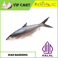 Jual Ikan Bandeng Segar Terdekat - Harga Murah & Grosir Mei 2024