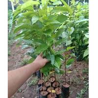 Jual Bibit Mahoni Terdekat - Harga Murah & Grosir Februari 2024