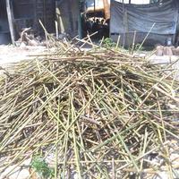 Jual Bambu Batangan Terbaik - Harga Murah November 2024 & Cicil 0%