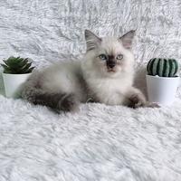 Jual Ragdoll Murah - Harga Terbaru April 2024