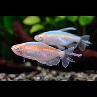 Review ikan congo albino tetra jantan | Tokopedia