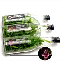 Jual Bibit Anggrek Botolan Terbaik - Harga Murah Juni 2024 & Cicil 0%