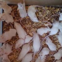 Jual Pakan Mencit Terlengkap & Terbaik - Harga Murah Juni 2024