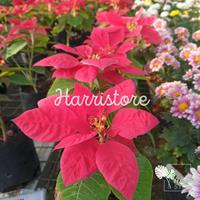 Jual Bunga Kastuba Terbaik - Harga Murah Mei 2024 & Cicil 0%