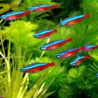 Jual Ikan Congo Tetra Terlengkap & Terbaik - Harga Murah Maret 2024