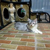Kucing Munchkin Harga Termurah - Kualitas Terbaik