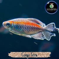 Jual Ikan Congo Tetra Terlengkap & Terbaik - Harga Murah Juni 2024