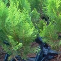 Jual Bibit Cemara Terbaik - Harga Murah Maret 2024 & Cicil 0%