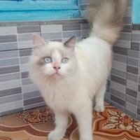 Jual Kucing Ragdoll Terlengkap & Terbaik - Harga Murah November 2022