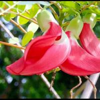 Jual Bibit Pohon Turi Terbaik - Harga Murah Maret 2024 & Cicil 0%