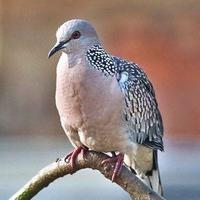 Jual Tekukur Terdekat - Harga Murah & Grosir Maret 2023