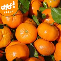 Jual Jeruk 1kg Murah - Harga Terbaru 2024