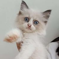 Jual Kucing Ragdoll Terlengkap & Terbaik - Harga Murah Maret 2023
