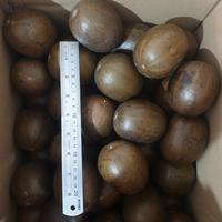 Jual Luo Han Guo Terdekat - Harga Murah & Grosir Maret 2024