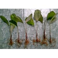 Jual Bibit Aren Terbaik - Harga Murah Juni 2024 & Cicil 0%