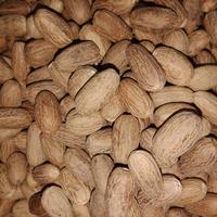 Jual Biji Pala 1 Kg Terdekat - Harga Murah & Grosir Mei 2025