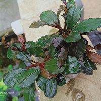 Jual Bucephalandra Pink Terlengkap & Terbaik - Harga Murah Desember 2023