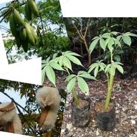 Jual Pohon Randu Terbaik - Harga Murah September 2025 & Cicil 0%