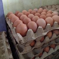 Jual 1 Butir Telur Terdekat - Harga Murah & Grosir November 2022