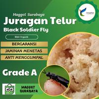 Jual Telur Maggot Terlengkap & Terbaik - Harga Murah Oktober 2025