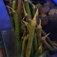 Jual Bibit Mangrove Terdekat - Harga Murah & Grosir Juni 2024