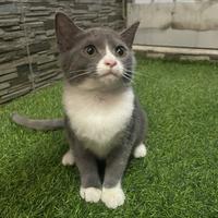 Jual Kucing Bsh Terlengkap & Terbaik - Harga Murah Maret 2025