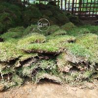 Rumput Jepang Harga Terbaru - Pilihan Terlengkap